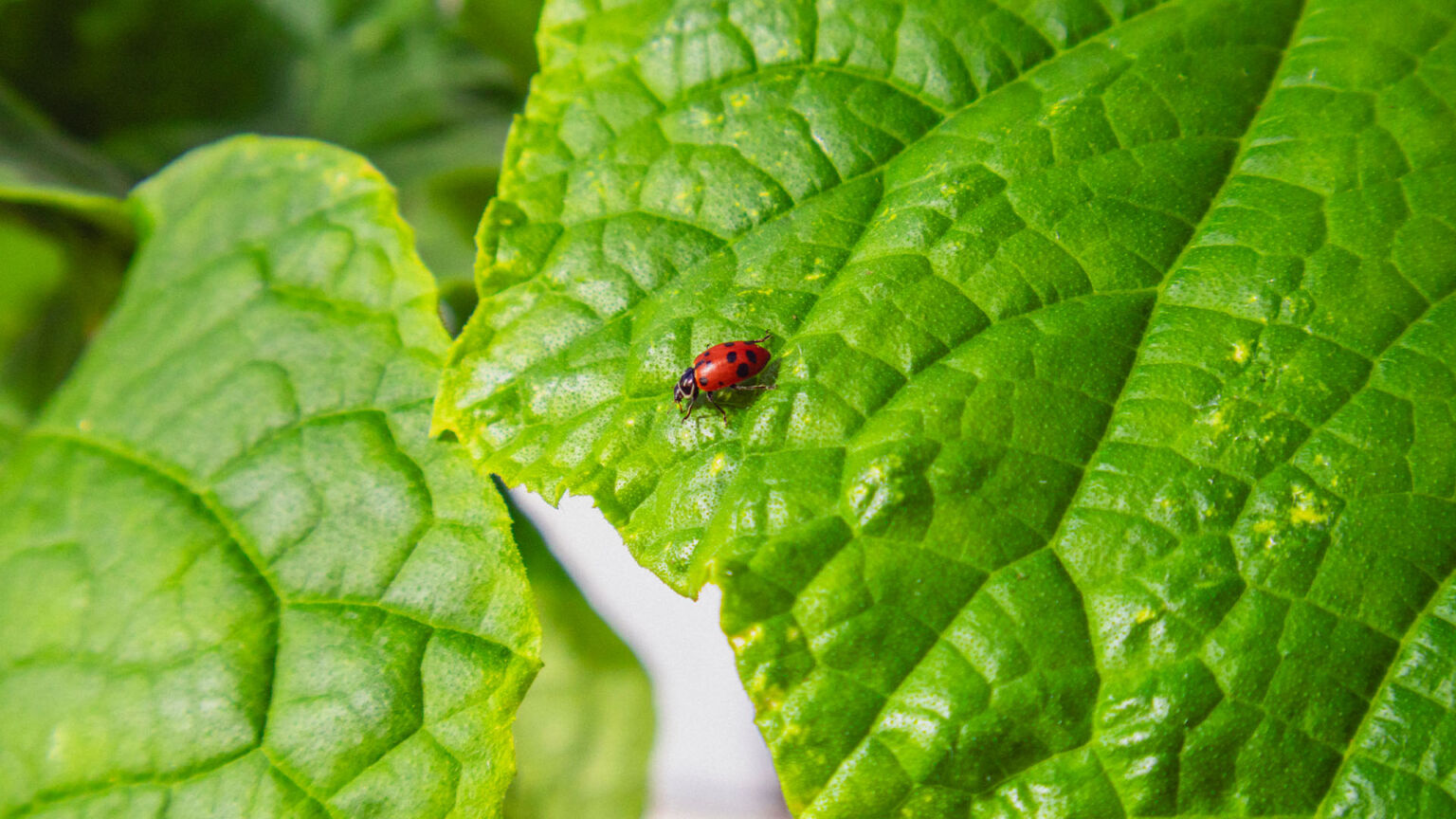 How we grow | Pure Flavor®
