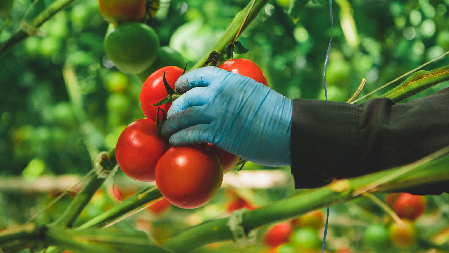 How we grow | Pure Flavor®