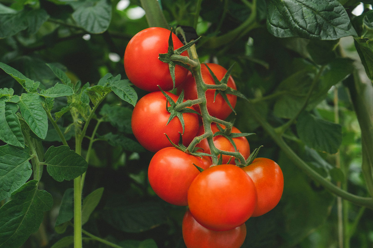 Tomatoes | Pure Flavor®